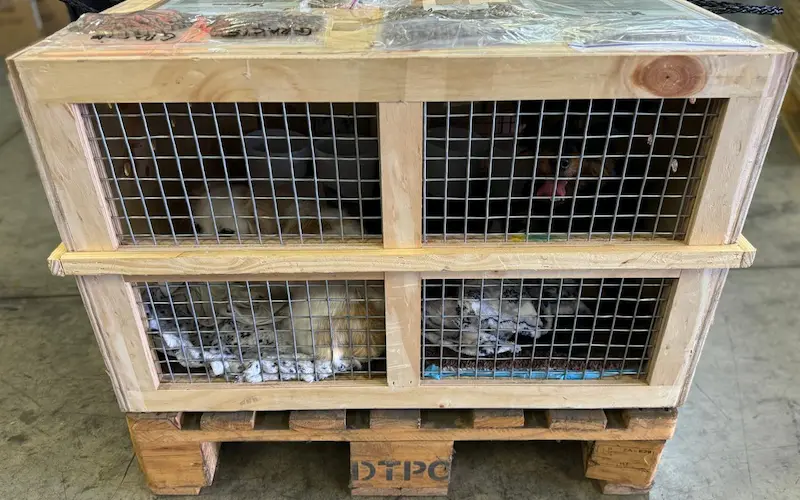 Custom Pet Crates: Why a Good Fit Matters for Your Pet’s Safety and ...